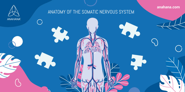 Somatic Nervous System - Functions, Definition Psychology, Examples